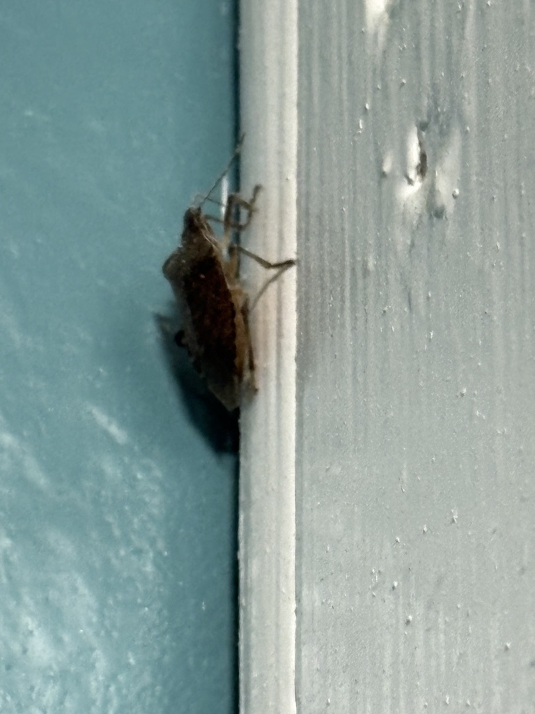 Brown Marmorated Stink Bug in April 2025 by Susie Sanford · iNaturalist