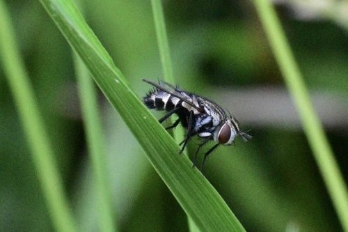 Exorista japonica · iNaturalist United Kingdom