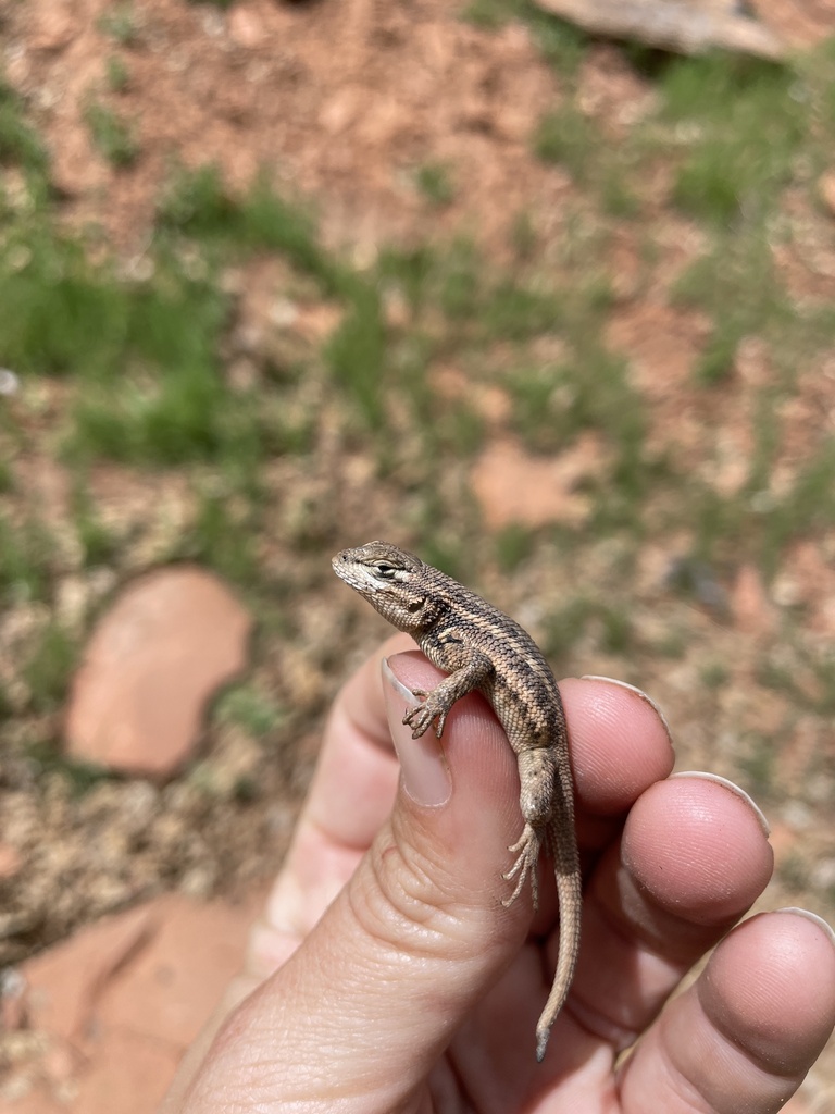Common Sagebrush Lizard from Fishlake National Forest, Kanosh, UT, US ...