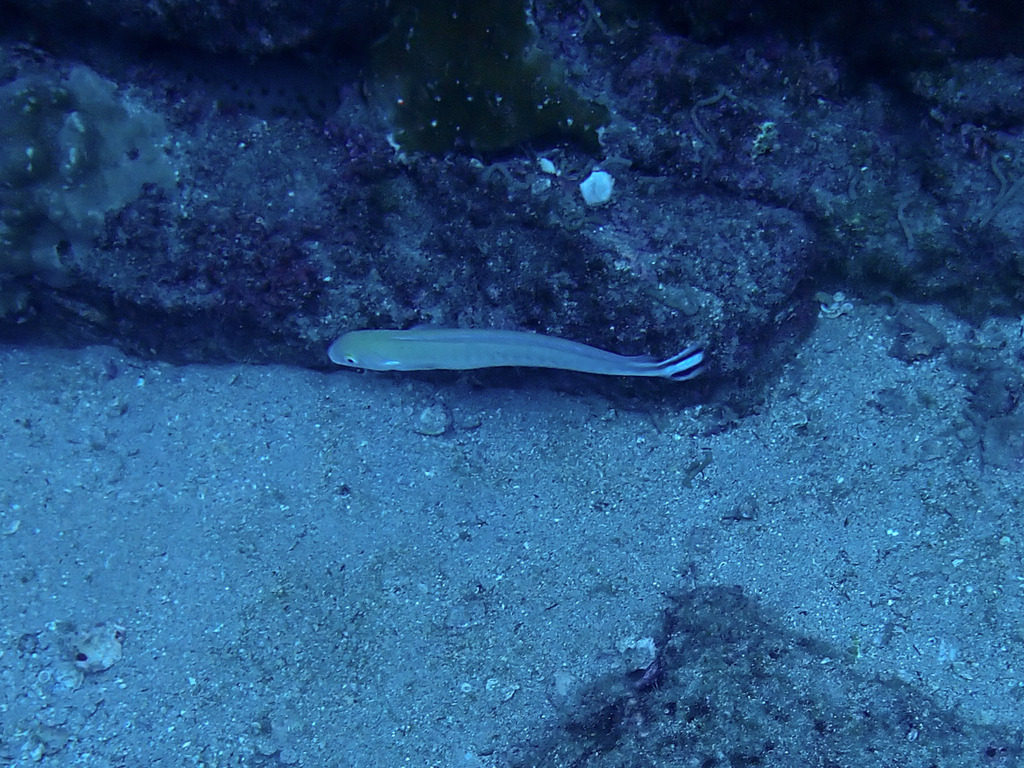 Flagtail Blanquillo from Isla del Coco (Cocos Island), CR-PU-PU, CR-PU ...