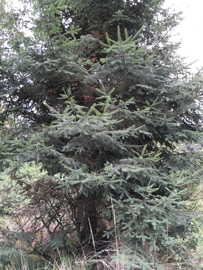 sacred fir in September 2016 by Rafa Lara · iNaturalist