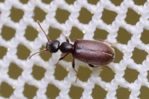 Anthicus pilosus · iNaturalist