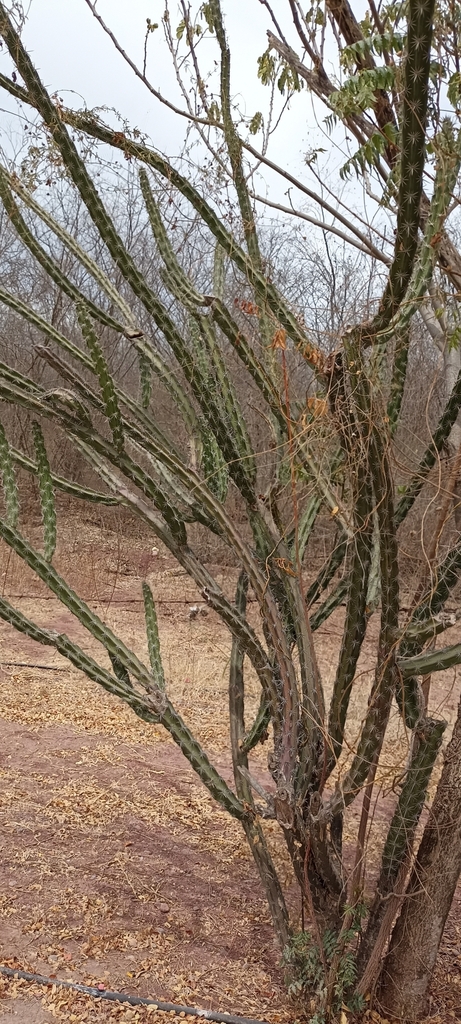 Octopus Cactus in April 2025 by Eri Pagaza · iNaturalist