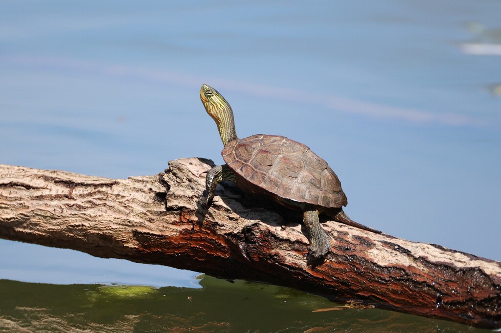 Common thread turtle from Kinmen, TW-FK, TW on March 12, 2025 at 01:23 ...