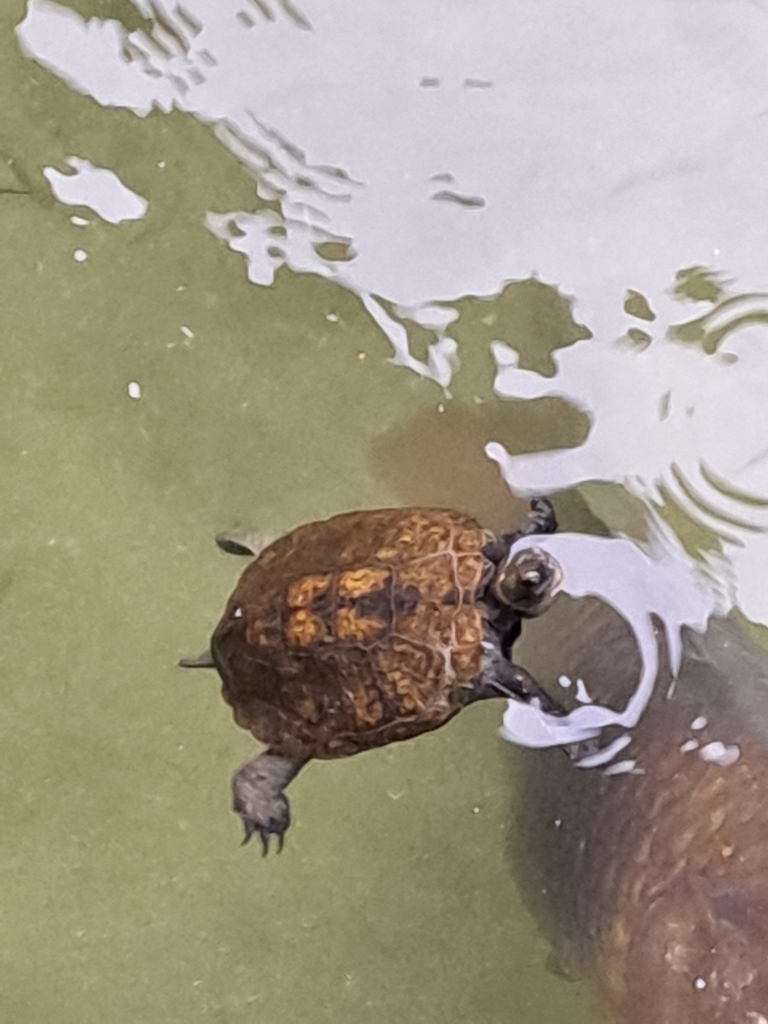 Japanese pond turtle in April 2025 by Vincent Verweij · iNaturalist
