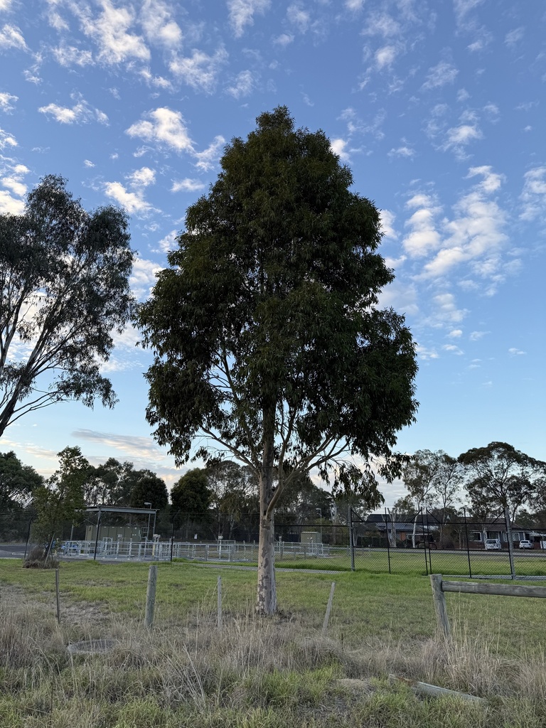 Spotted Gum from Mernda Recreation Reserve, Mernda, VIC, AU on April 25 ...