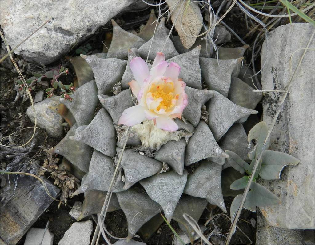 Ariocarpus retusus in September 2013 by Héctor Villalón Moreno ...
