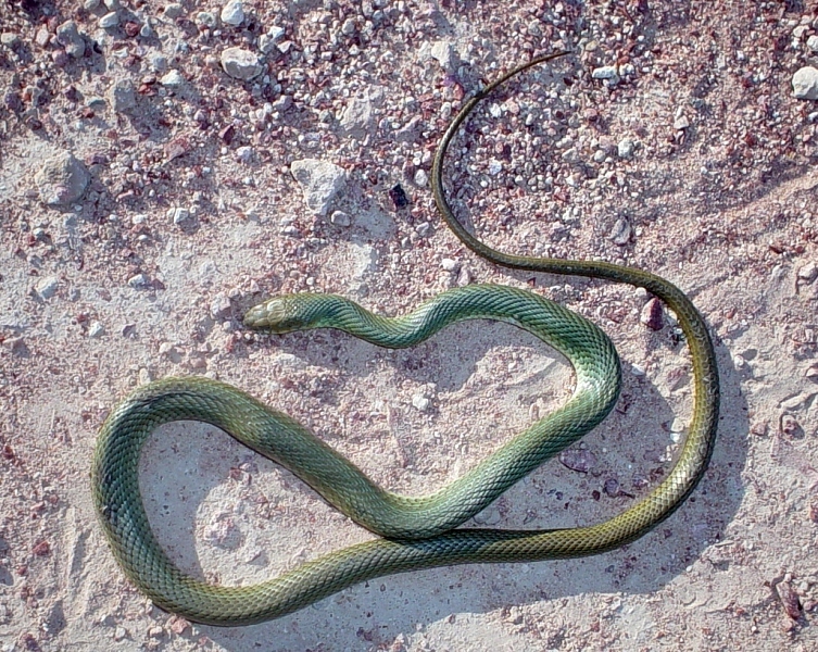 Brazilian Green Racer from Libertador General San Martín Department ...