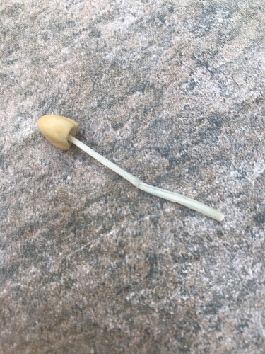 Observations by stephasaurus · iNaturalist