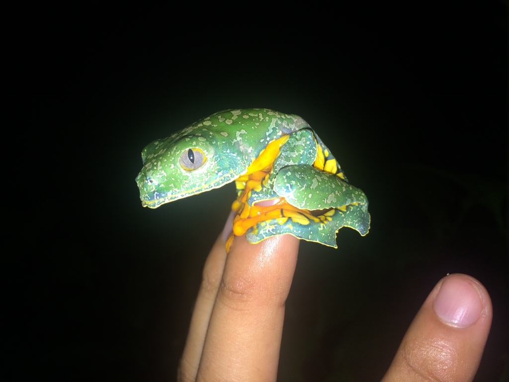 Fringed Leaf Frog from Tena, EC-NA, EC on August 10, 2019 at 09:51 PM by josuepicho · iNaturalist