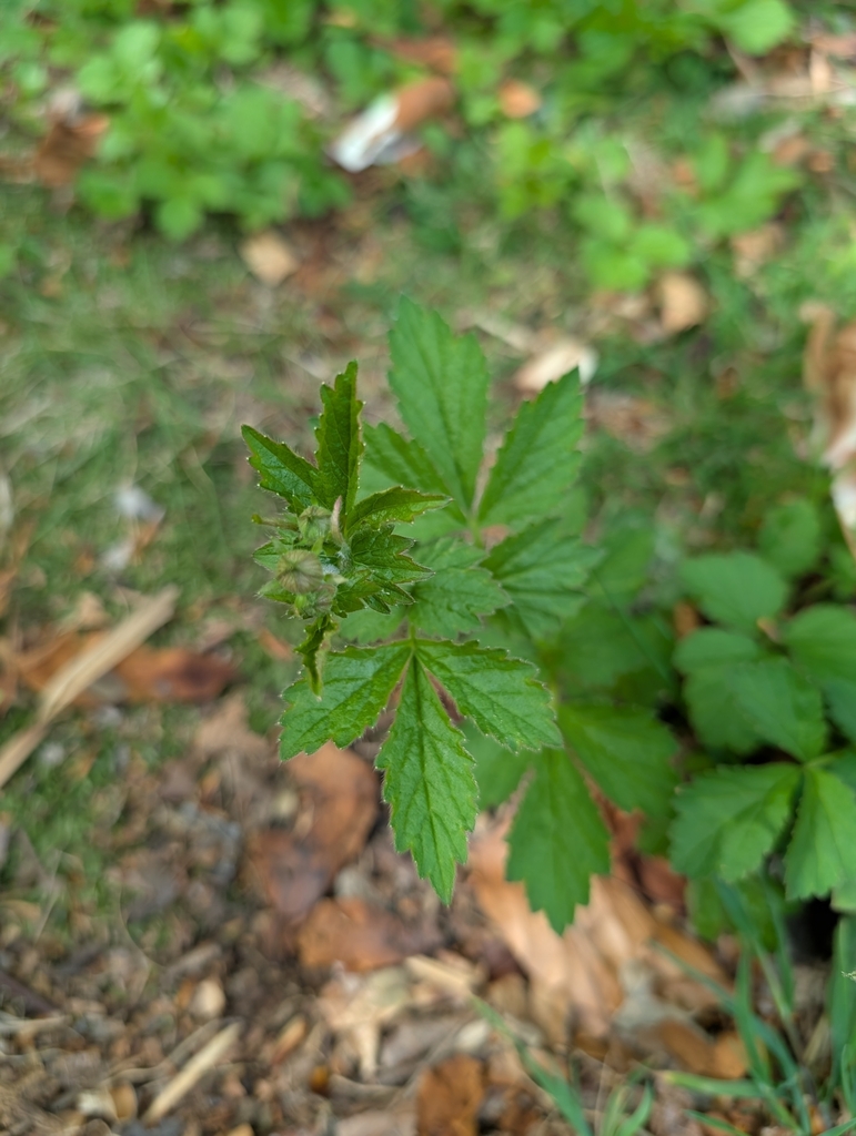 Wood Avens from Holgate, York, UK on April 28, 2025 at 03:33 PM by Fin ...