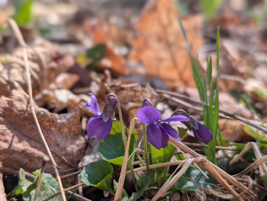 Sweet violet from Markham, ON L6B 1A8, Canada on April 27, 2025 at 03: ...