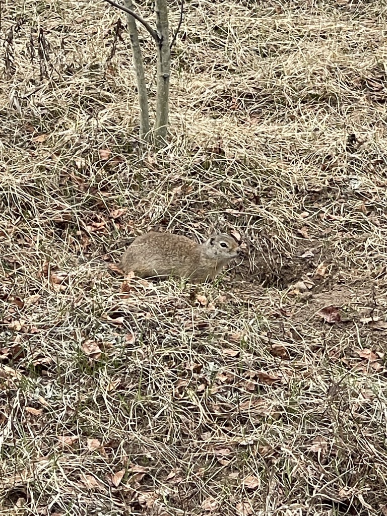 Long-tailed Ground Squirrels from White River National Forest, Aspen ...
