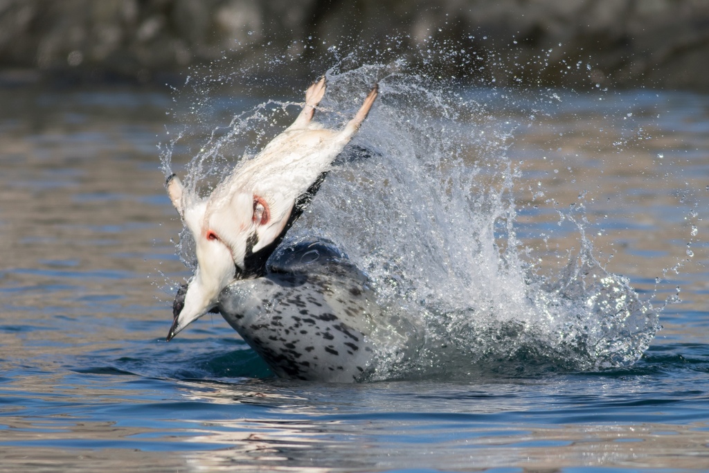 Leopard Seal from Antarctica (general), AQ on February 15, 2018 at 10: ...