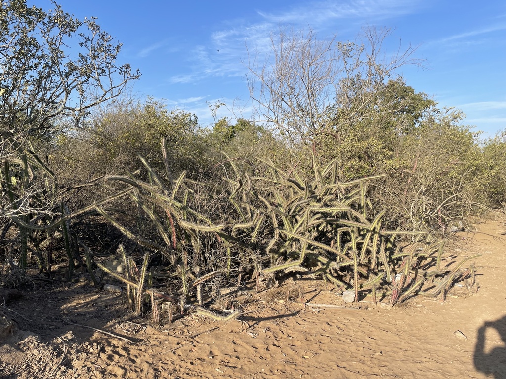 Octopus Cactus in April 2025 by Angel Calvillo · iNaturalist