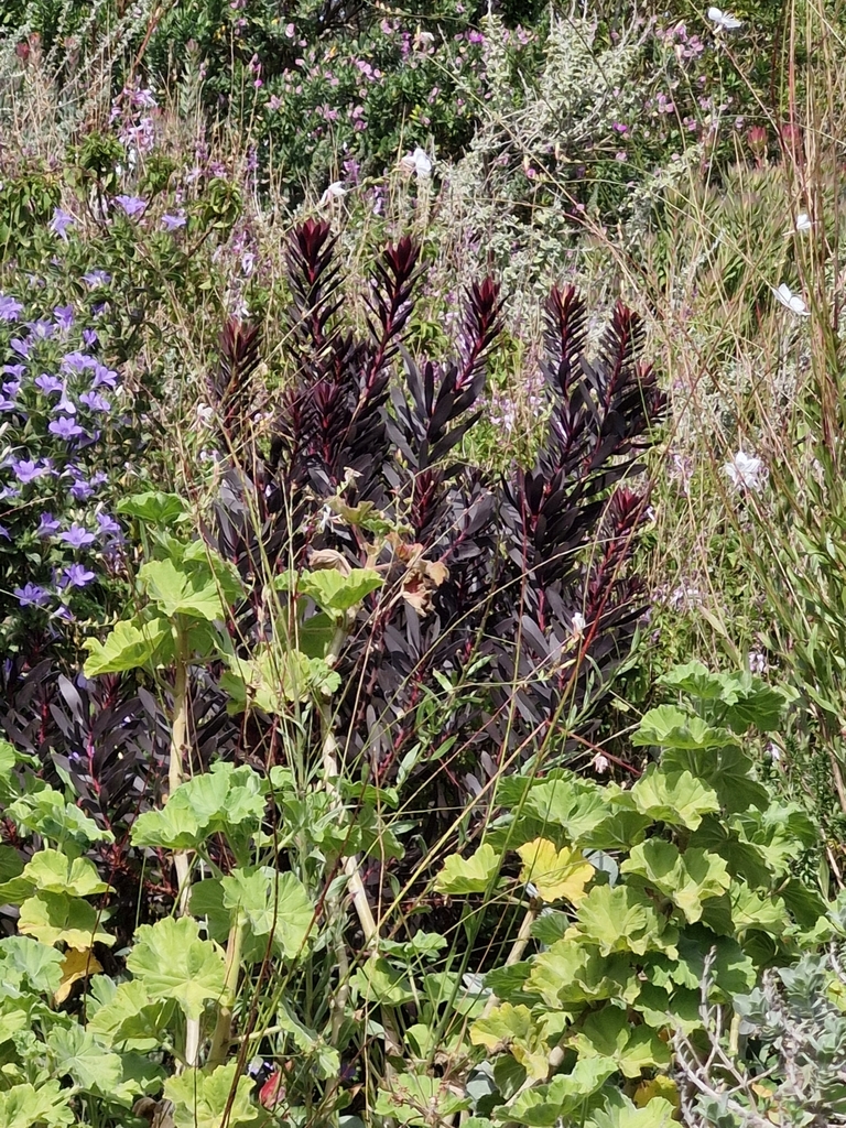 Peninsula Hooded Storksbill from Protea Valley, Cape Town, 7530, South ...