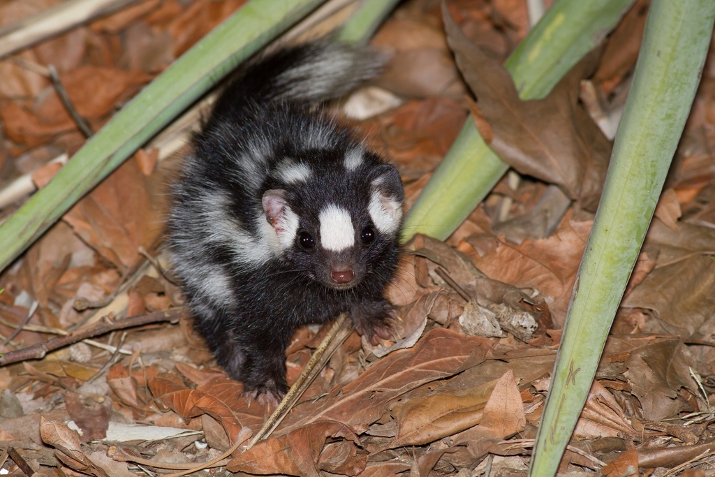 Western Spotted Skunk from Coronado National Forest, Pearce, AZ, US on ...