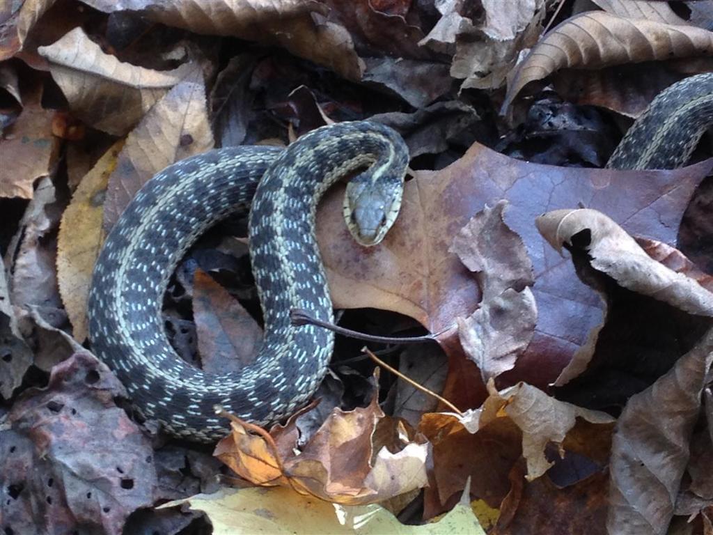 Common Garter Snake from Pleasants County, WV, USA on October 26, 2013 ...