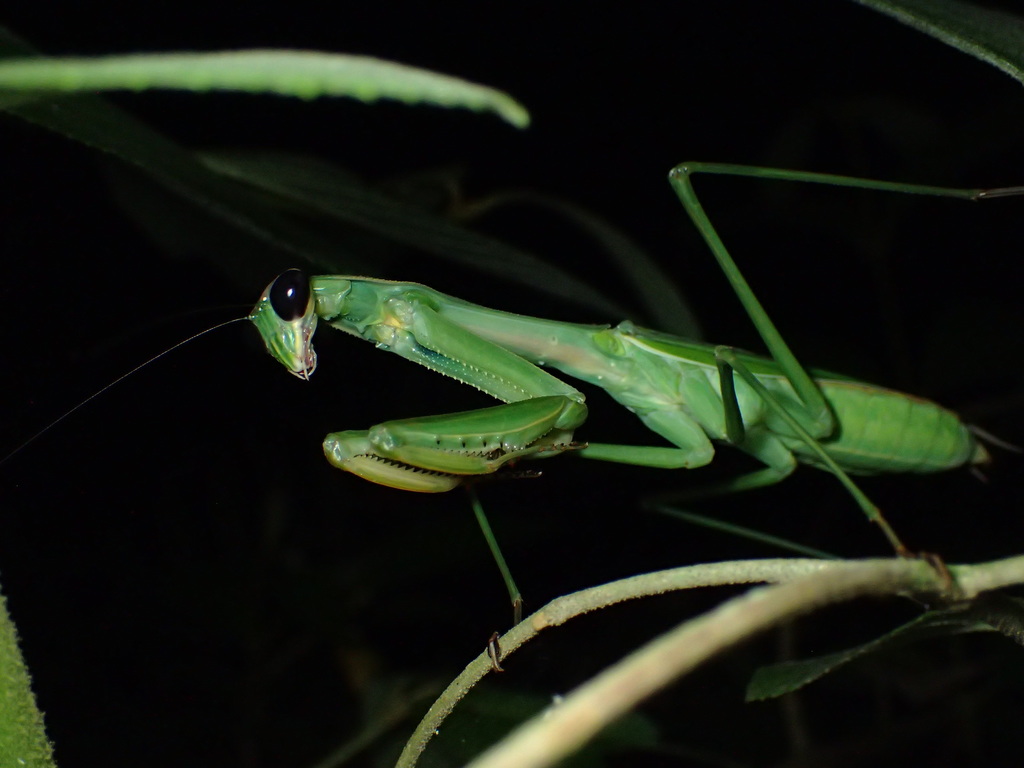 Mantids from Taipei, Taiwan on August 27, 2019 at 08:13 PM by Libbi Wu ...