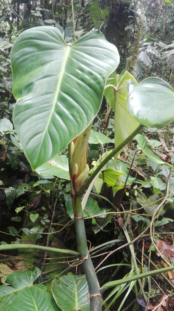 philodendrons from Mera, Ecuador on August 24, 2019 by Eliana Cifuentes ...
