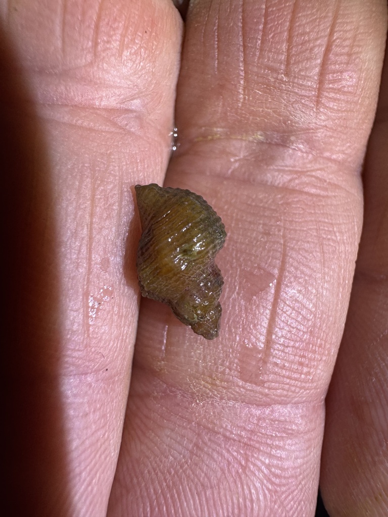 Lurid Rocksnail in April 2025 by Andrew Harmer · iNaturalist