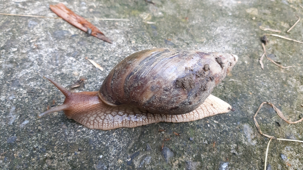 Giant Blonde Snail from 110台灣台北市信義區中行里 on August 20, 2019 at 07:52 AM ...