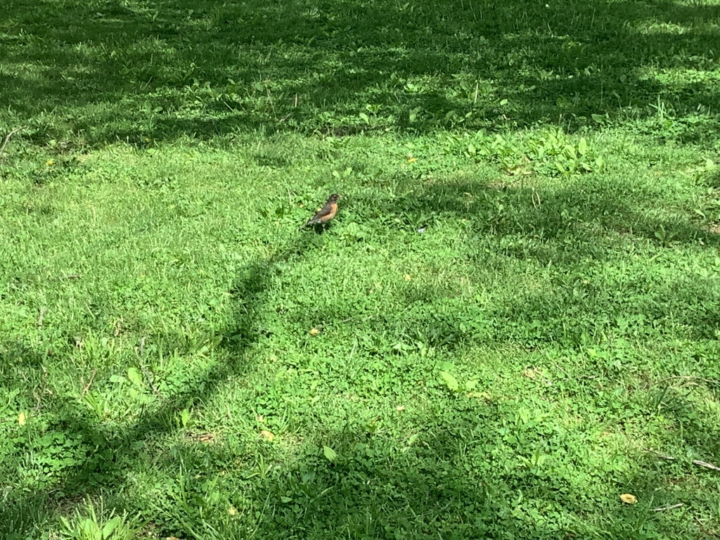 American Robin from Forest Park, St. Louis, MO, US on April 28, 2025 at ...