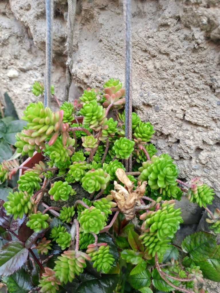 stonecrop family on April 28, 2025 at 03:42 PM by Mary copa · iNaturalist