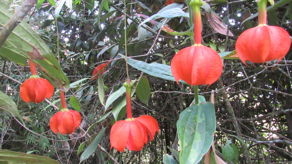 Passiflora parritae from Padua-Letras, Herveo, Tolima, Colombia on July ...