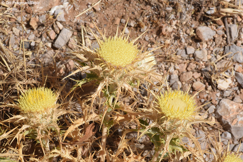 Carlina frigida · iNaturalist