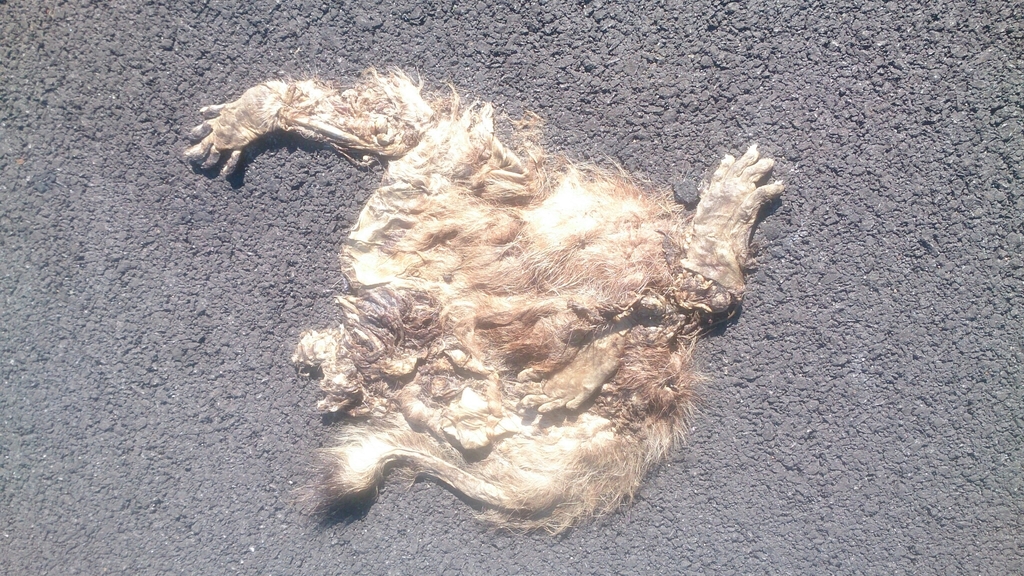 Eastern Gray Squirrel from Clinton County, US-NY, US on September 21 ...