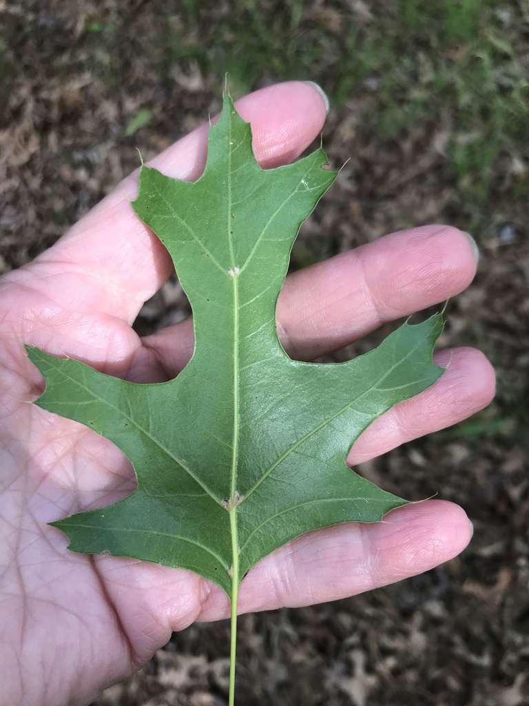 Shumard's oak in April 2025 by sammyisafuzzydog. Maybe? On Shumard Oak ...