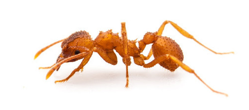 Trachymyrmex turrifex · iNaturalist
