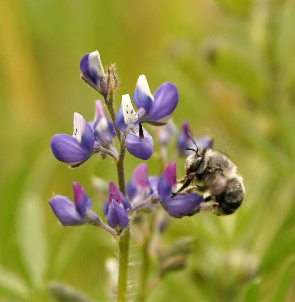Common Digger Bees from Rossmoor, Walnut Creek, CA, USA on April 28 ...