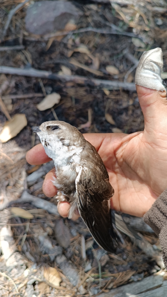 White-throated Swift from 27528 Coah., México on April 28, 2025 at 10: ...