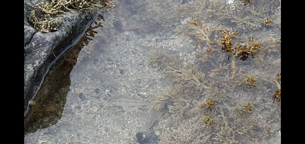 Goatfish from Motuora Island, New Zealand on April 26, 2025 at 12:24 PM ...