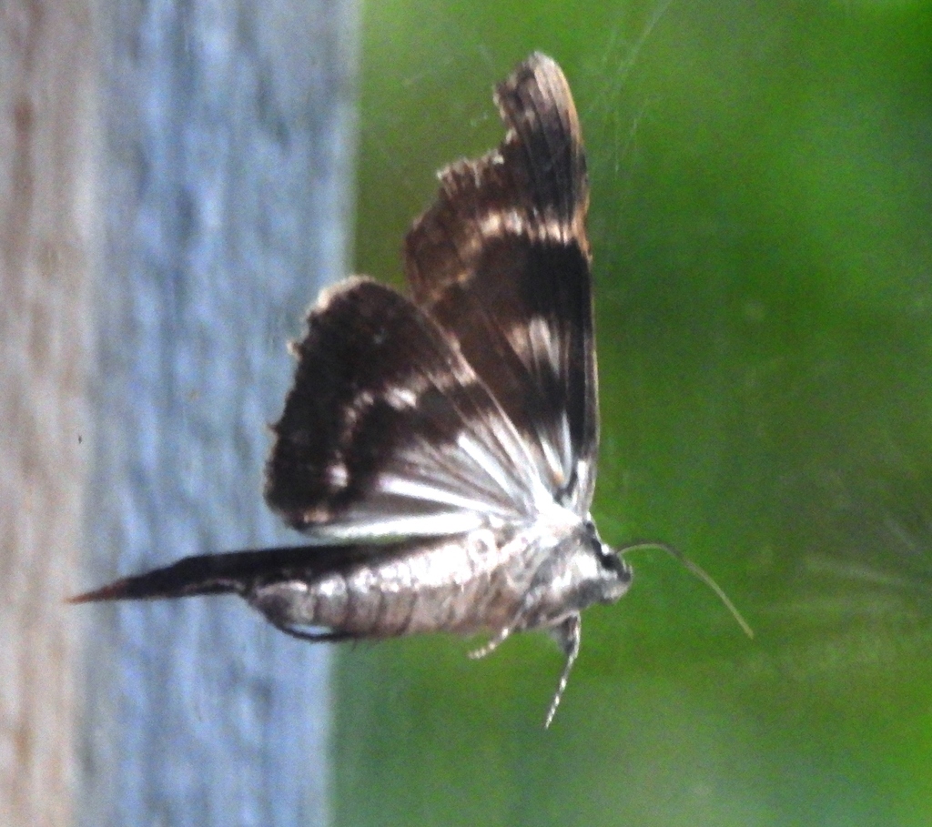 Underwing Moths from Sevier, Tennessee, United States on August 24 ...