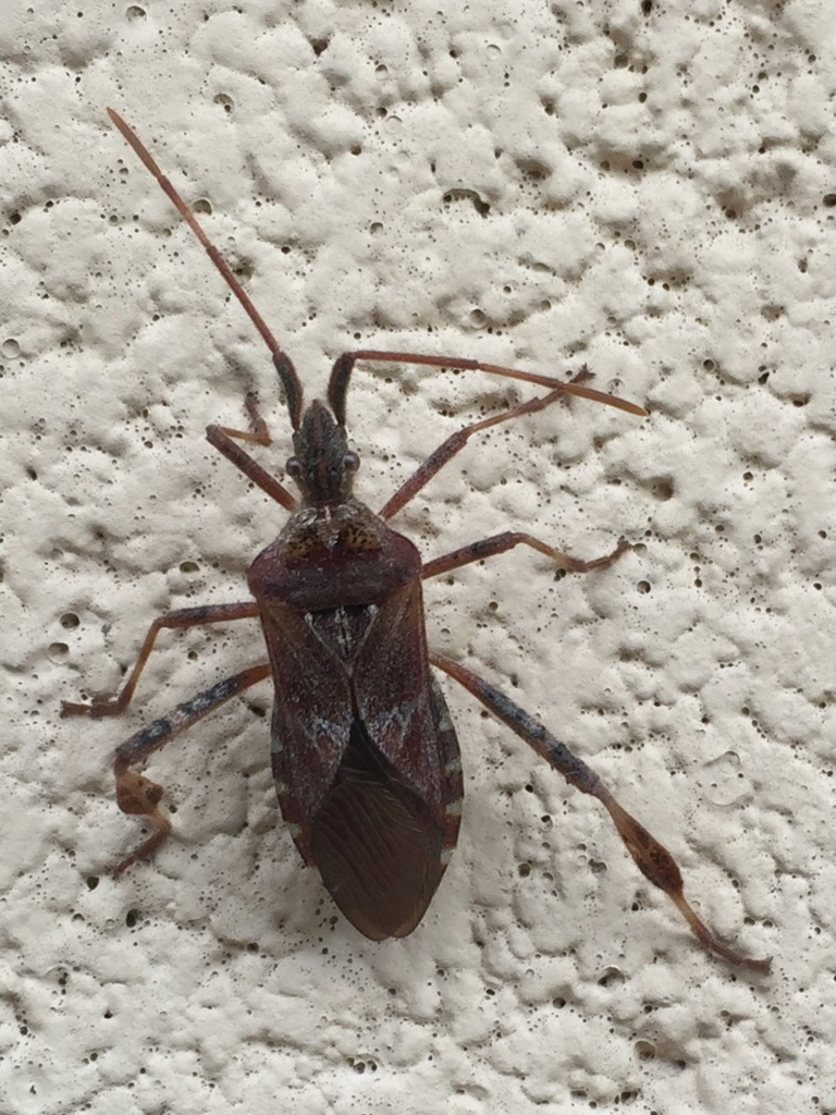 Western Conifer Seed Bug from 706 N Main St, Moscow, ID, US on ...
