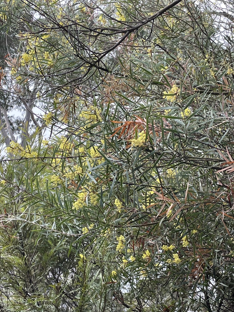 Flinders Range Wattle from Lawson Ave, Frankston South, VIC, AU on ...