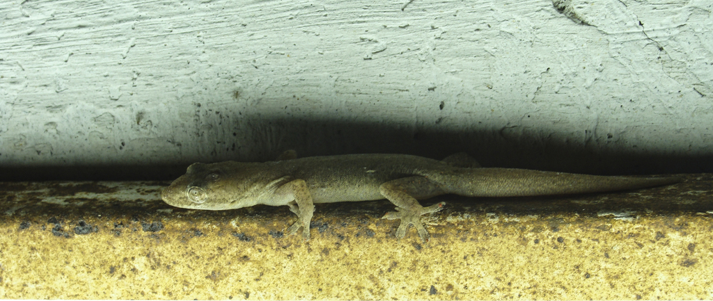 Besucona (Anfibios y Reptiles de Tamaulipas) · iNaturalist
