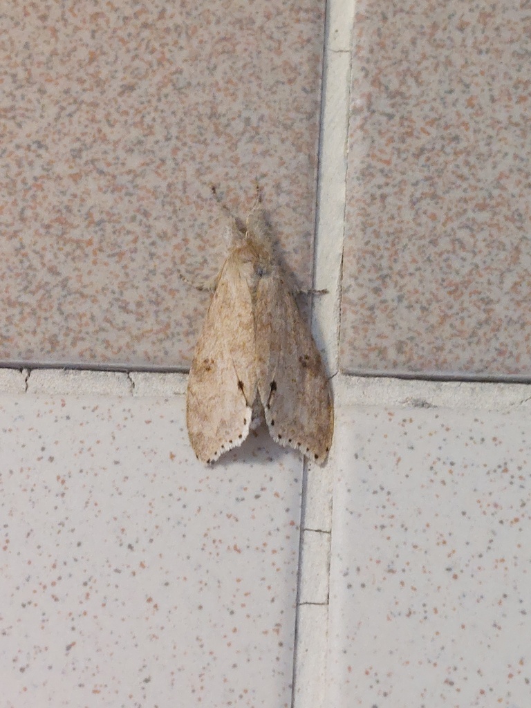 Calliteara angulata from Fanling, Hong Kong on April 26, 2025 at 08:22 ...
