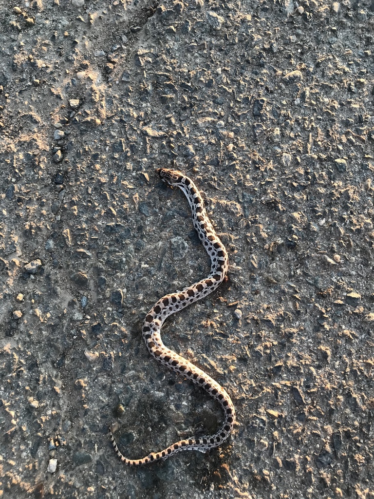 Pacific Gopher Snake from Tokay Ln, Sacramento, CA, US on August 28 ...