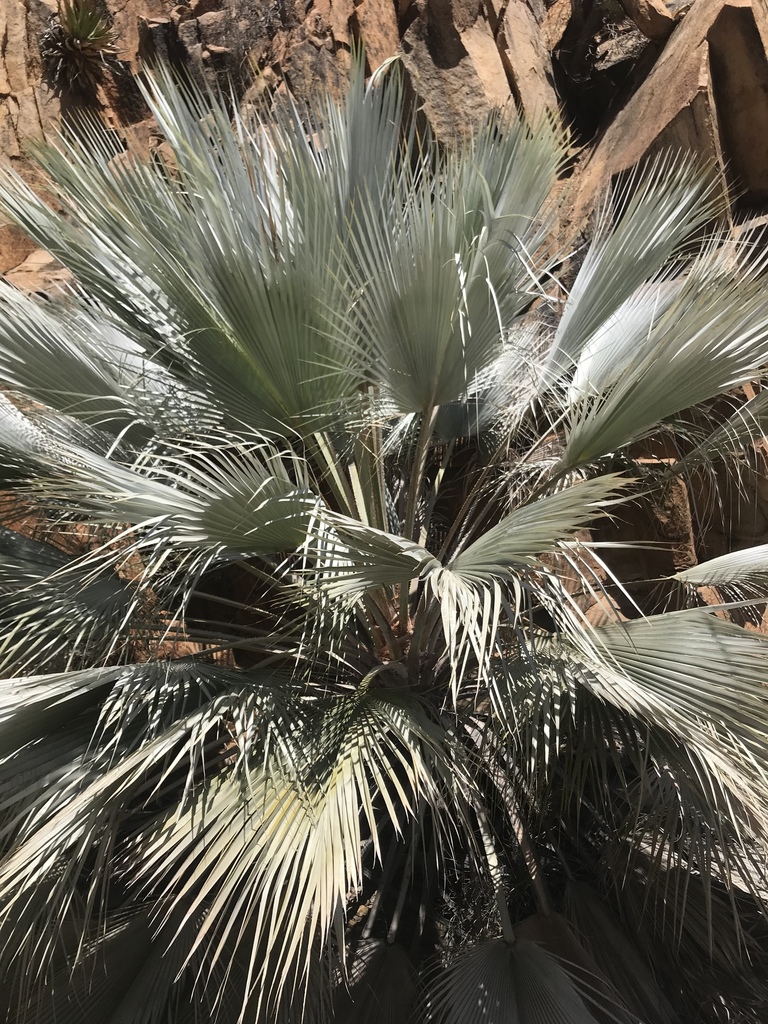 Mexican Blue Palm from Ensenada, BC , MX on August 28, 2019 at 12:57 PM ...