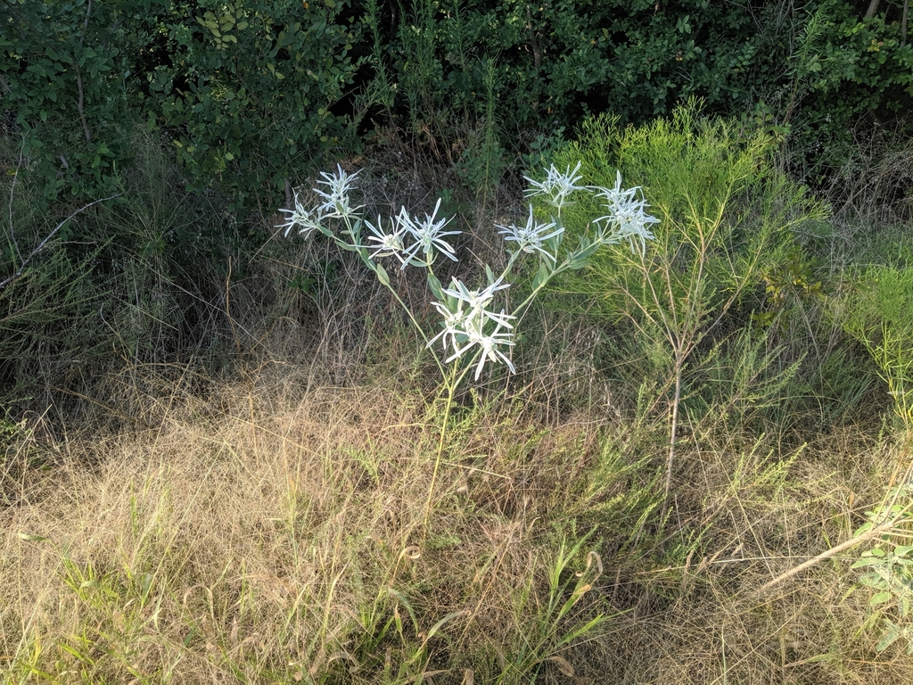 snow-on-the-prairie from The Colony, TX, USA on August 28, 2019 at 08: ...