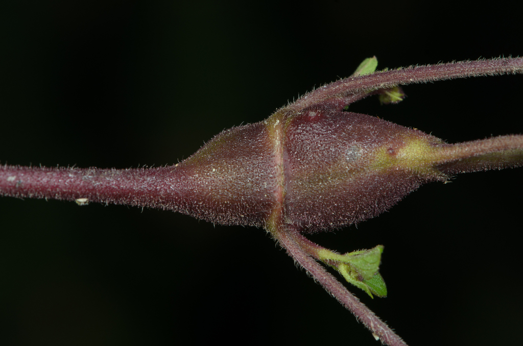 sticky snakeroot from Yongde, Lincang, Yunnan, China on February 20 ...