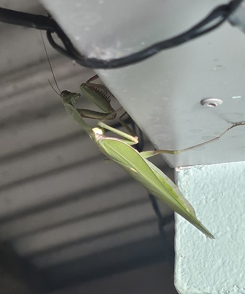 giant rainforest mantis from Yungaburra QLD 4884, Australia on April 29 ...