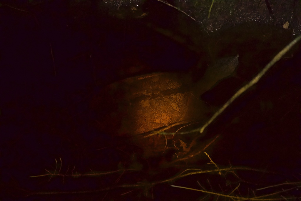 Malayan Softshell Turtle from Kuching, Sarawak, Malaysia on May 23 ...