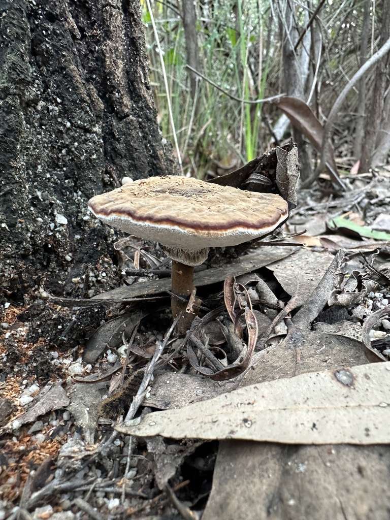 red-staining stalked polypore from Tathra Wildlife Reserve, Tathra, NSW ...