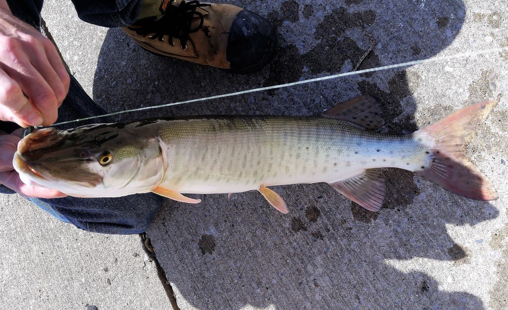 Muskellunge from Riverside, Windsor, ON, Canada on April 23, 2018 at 12 ...