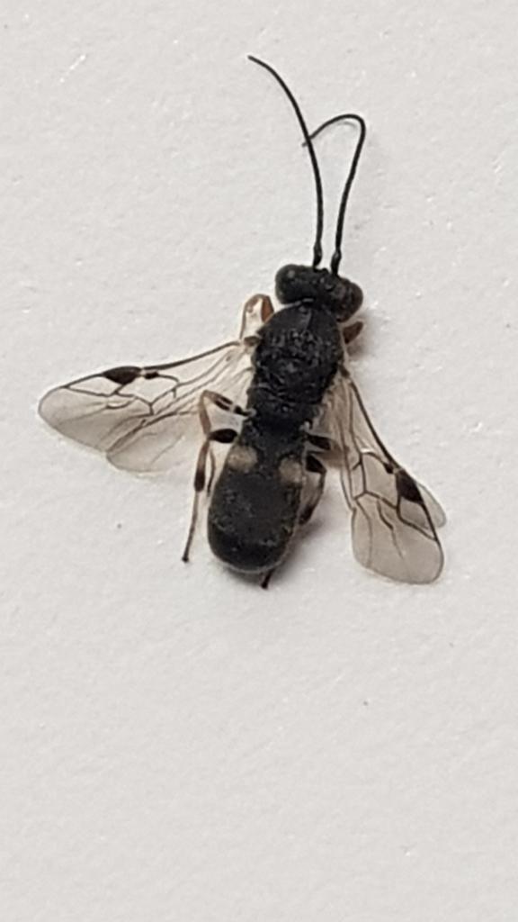 Chelonus formosanus from Guam, 66010 on August 29, 2019 at 04:02 PM by ...